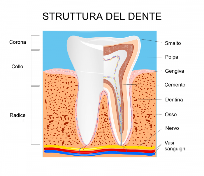 Struttura del dente - piccolo ma molto complesso - Smile Studio